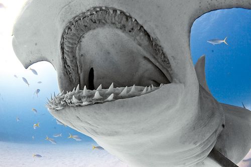 Diver Takes A Close Up Look Inside The Mouth Of A Hammerhead Shark (IMAGES) | Maritime Herald