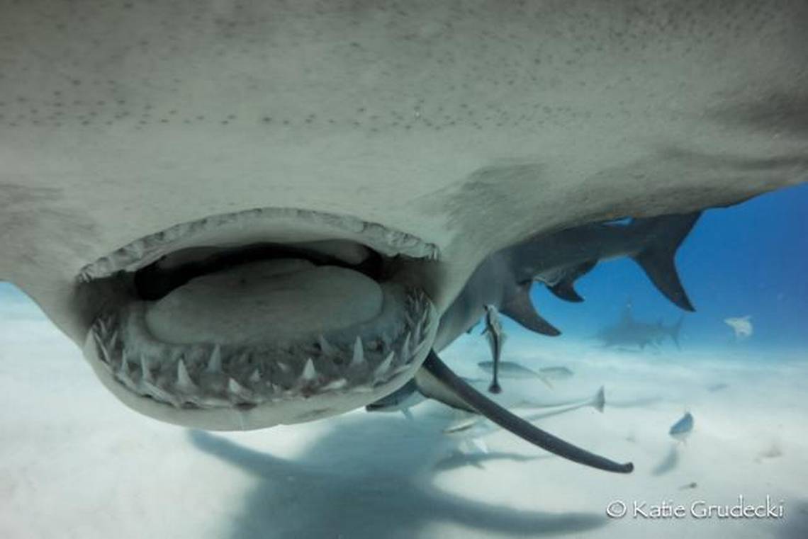 Diver Takes A Close Up Look Inside The Mouth Of A Hammerhead Shark (IMAGES) | Maritime Herald
