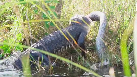 A Crocodile And A Python Have A Brutal Confrontation See The Shocking ...