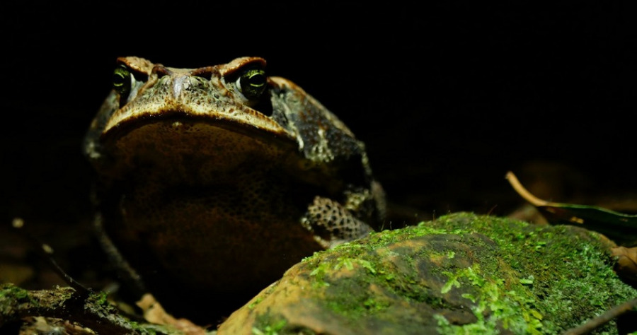 Giant And Poisonous Toads Threaten The United States (VIDEO) | Maritime ...