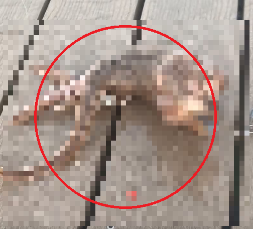 He Caught The Strangest Three-Legged Creature With Swollen Eyes And ...