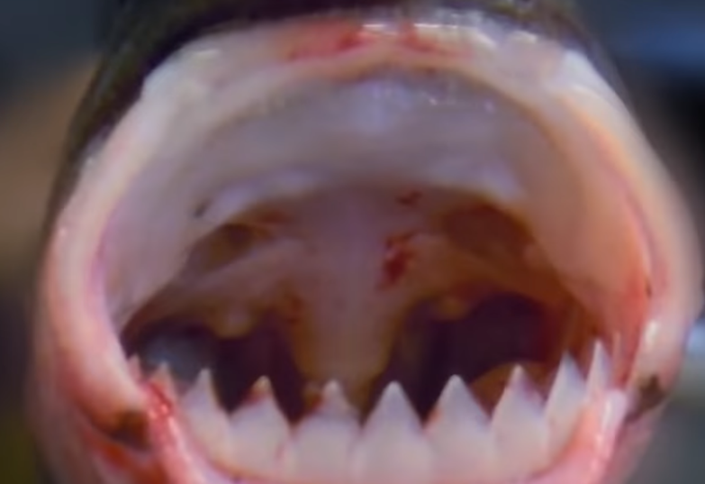 In The Bermuda Triangle There Is A Strange Creature That Shines And ...