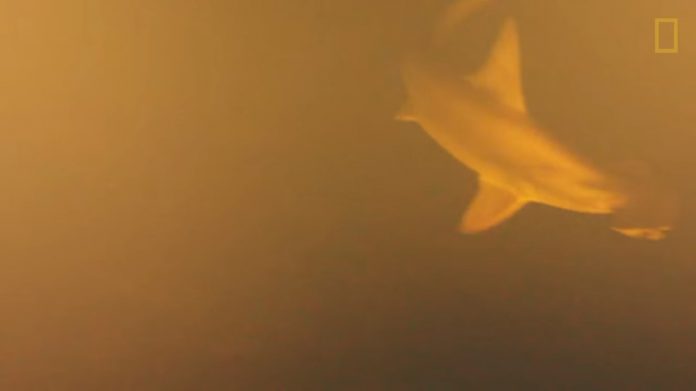 SCIENTISTS DISCOVER SHARKS LIVING INSIDE AN ACTIVE UNDERWATER VOLCANO ...