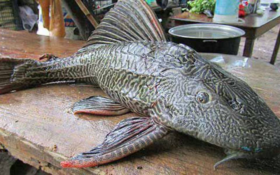 The Devil Fish And The The Details Of The Plague That Threatens The ...