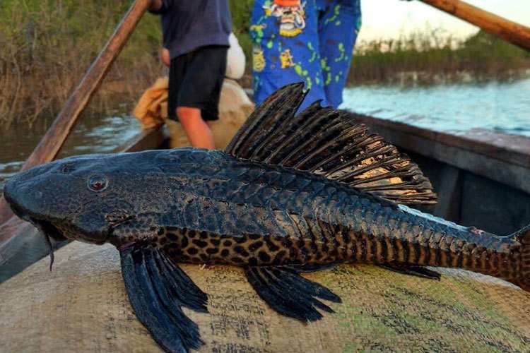 The Devil Fish And The The Details Of The Plague That Threatens The ...