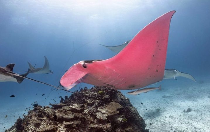 The Only PINK Stingray In The World … Meet Inspector Closeau (PHOTOS ...