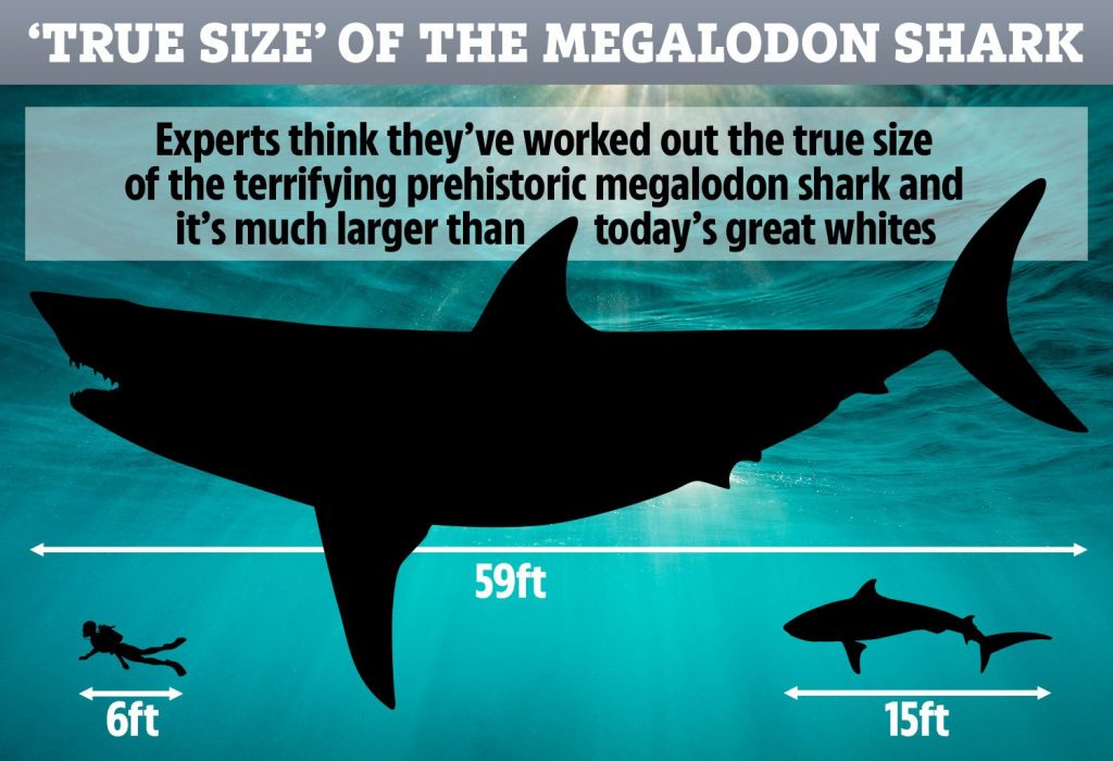The True Size Of The Greatest Marine Predator In History Revealed ...