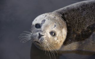 This Seal Hugging A Stuffy Is The Most Adorable Thing Ever! | Maritime ...