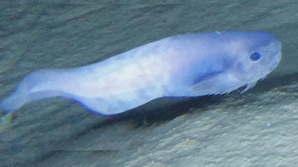 Three New Species, The Surprise Hidden in the Atacama Marine Pit ...