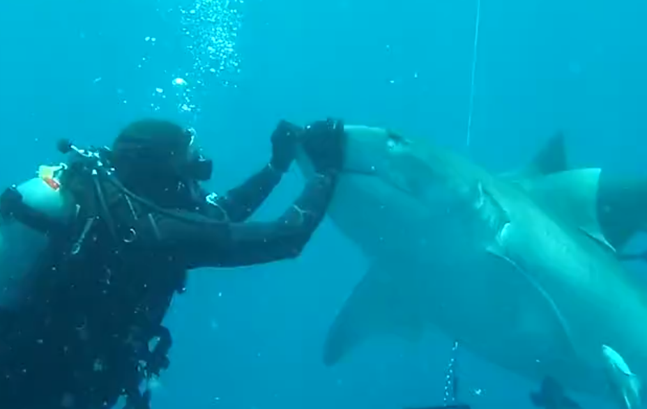 Diver Pets Huge Tiger Shark on the Nose Like Its a Dog | Maritime Herald